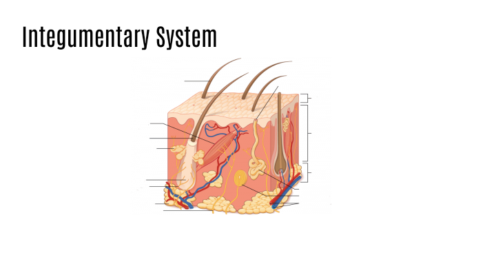 Integumentary System by Jana Lackey on Prezi