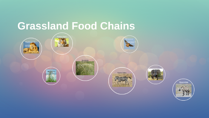 Grassland Food Chains by Chandler carlson on Prezi