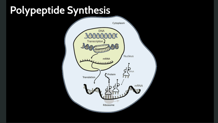 Polypeptide synthesis by Declan Riordan on Prezi
