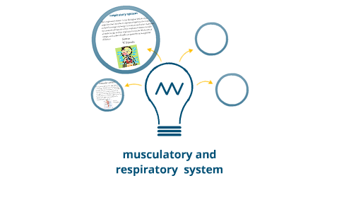 muscular system and respiratory system by Steven Mongalo on Prezi