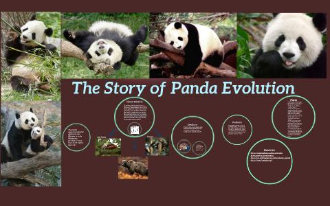 The Story of Panda Evolution by Robyn LePage on Prezi