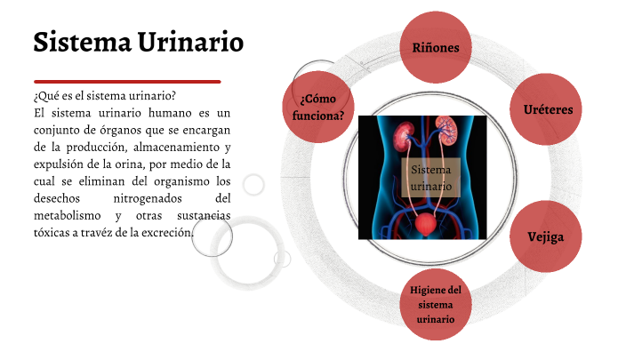 sistema urinario by ana hernandez on Prezi