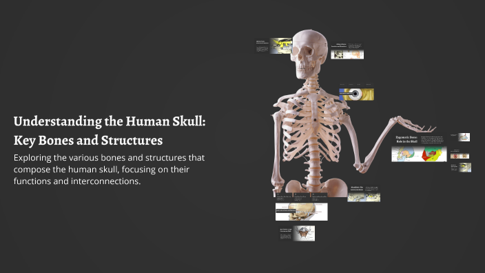Understanding the Human Skull: Key Bones and Structures by Azhar Abu ...