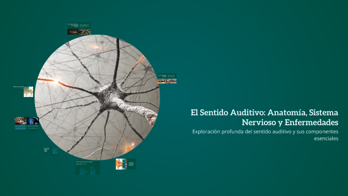 El Sentido Auditivo: Anatomía, Sistema Nervioso y Enfermedades by Mia ...