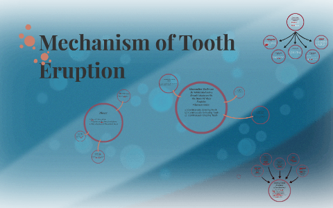 Mechanism of Tooth Eruption by pearl cariaga on Prezi