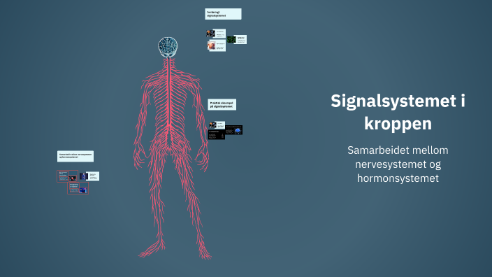Signalsystemet i kroppen by Fatima Julia Nachet-Olsen on Prezi