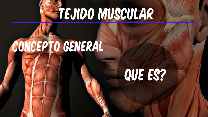 Tejido Muscular by MOISES DANIEL SOLORZANO TOMALA on Prezi