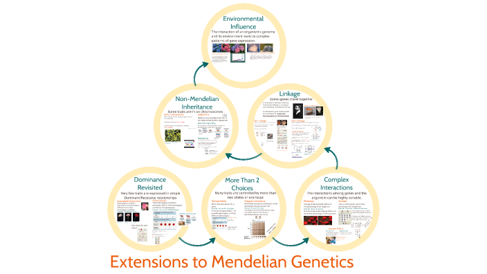 22 13) AP Bio- Genetics: Extensions to Mendelian Genetics by Dana Luna ...