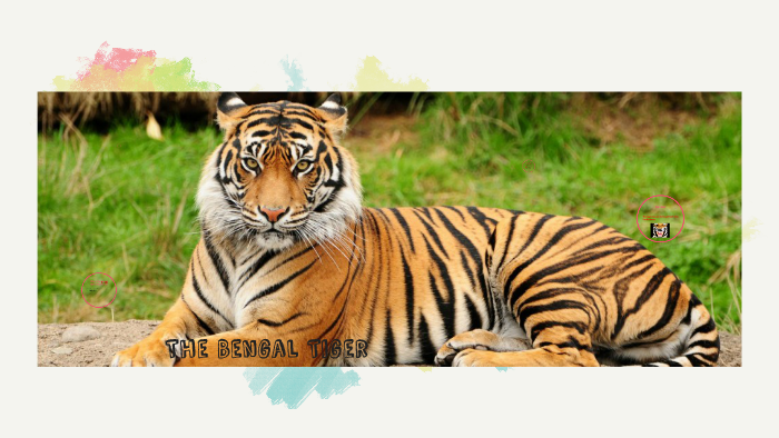 The Bengal Tiger by Jake Zukowski on Prezi