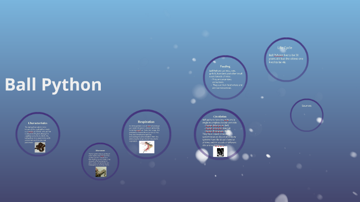 Ball Python by alex Hernandez on Prezi