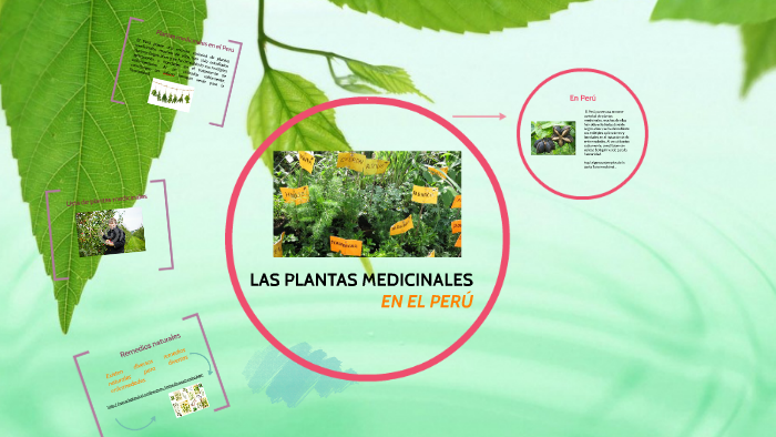 LAS PLANTAS MEDICINALES EN EL PERÚ by sami salinas villena on Prezi