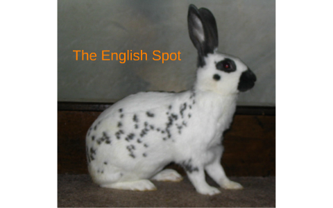 English Spot Rabbit by Estell Malina on Prezi