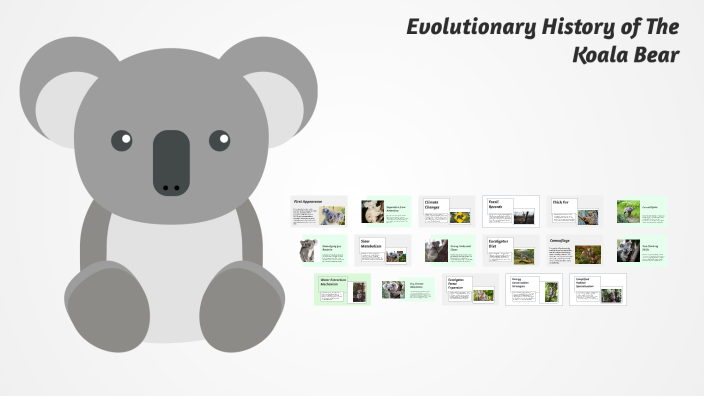 Evolutionary History of The Koala bear by tilly dean on Prezi