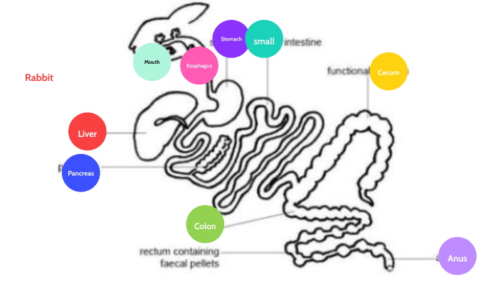 Monogastric System by Yanet Lopez-Lopez on Prezi