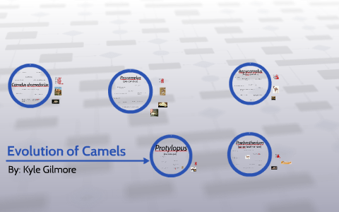 Evolution of Camels by Gilly Gillam on Prezi