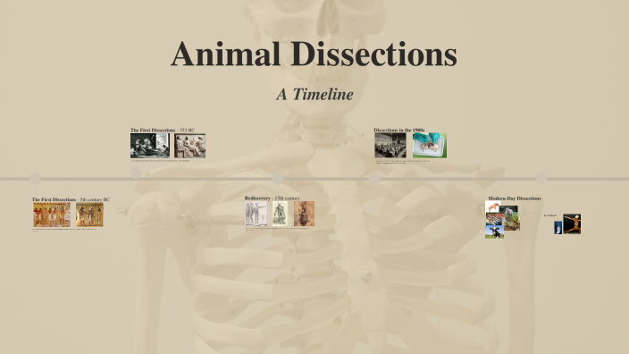 Animal Dissections by lina van Rossum on Prezi