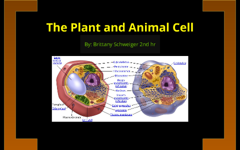 AP BIOLOGY- PLANT AND ANIMAL CELL by Brittany Schweiger on Prezi