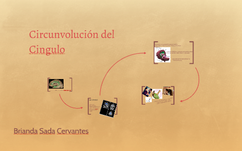Circunvolución del Cingulo by on Prezi