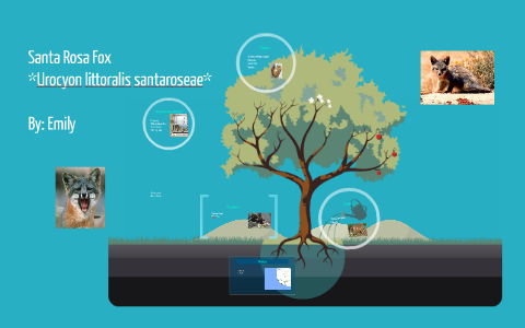 Santa Rosa Fox by emily duvall_01 on Prezi