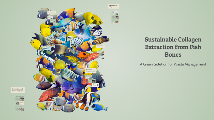 Sustainable Collagen Extraction from Fish Bones by Timur Polat on Prezi