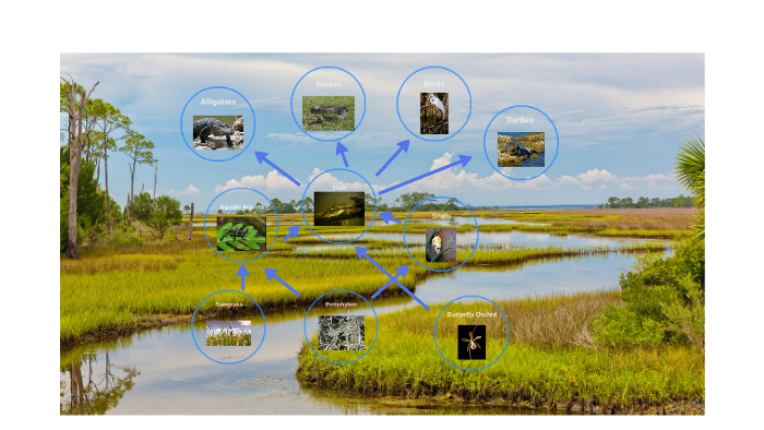 Everglades Food Web by Alexa Rosati on Prezi