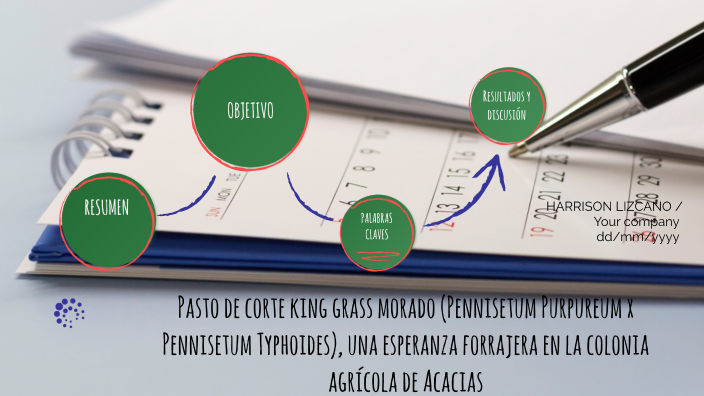 Pasto de corte king grass morado (Pennisetum Purpureum x Pennisetum ...