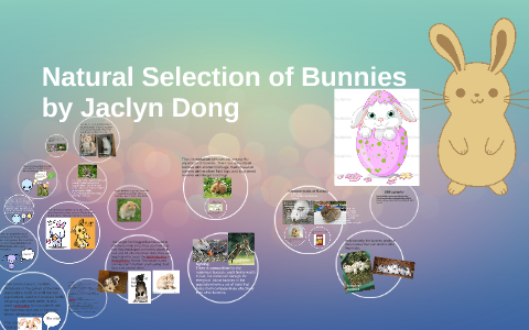 Natural Selection of Bunnies by Jaclyn Dong on Prezi