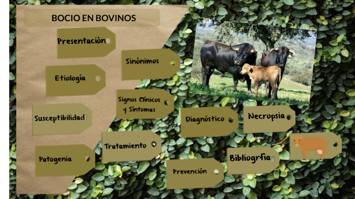 Bocio en Bovinos by Verónica Del Cisne Maldonado Pineda on Prezi