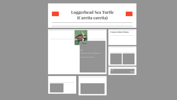 Turtle Monitoring by Emily Tallman on Prezi