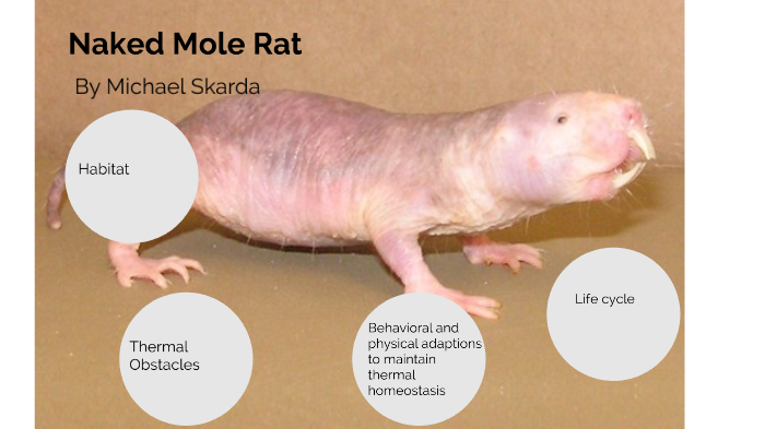 Naked Mole Rat by MICHAEL SKARDA on Prezi