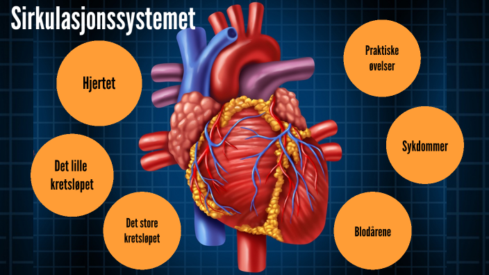 Sirkulasjonssystemet by MIRIAM AUSTARHEIM on Prezi