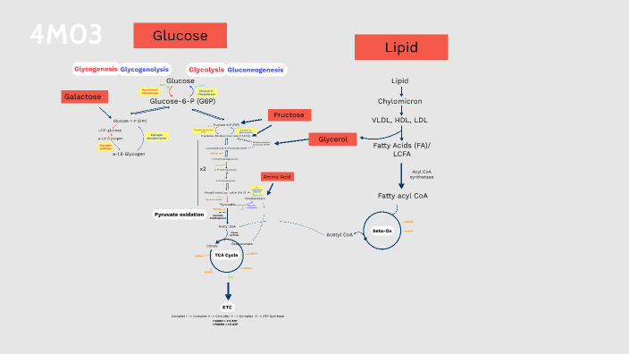 4M03 Notes by Stella Tarin on Prezi