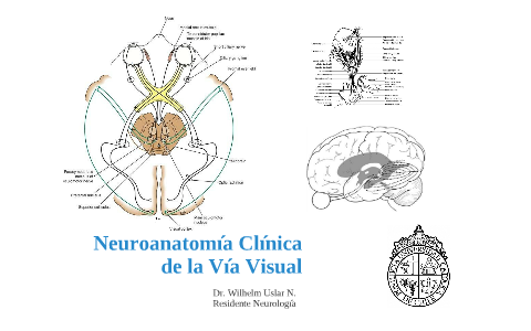 Neuroanatomía Clínica de la Vía Visual by Wilhelm Uslar on Prezi
