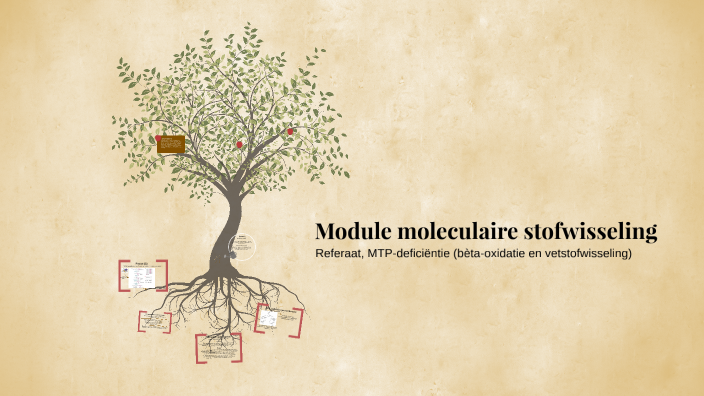 Voorbereiding: referaat | voorbeeld by Denny Van de Ven on Prezi