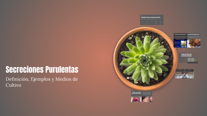 Secreciones Purulentas by Torrez Gonzales on Prezi