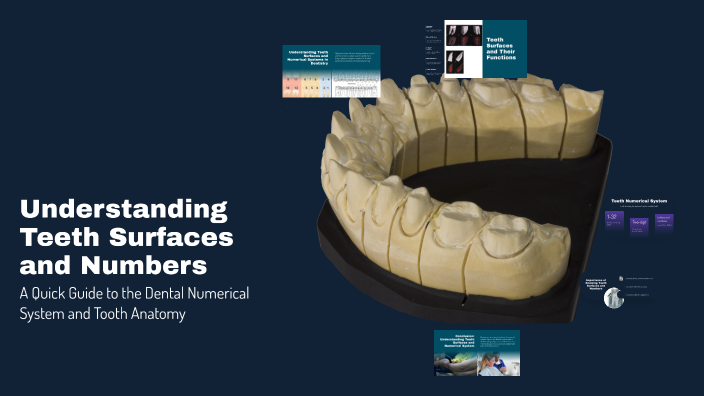 Understanding Teeth Surfaces and Numbers by Gardenia nunez on Prezi