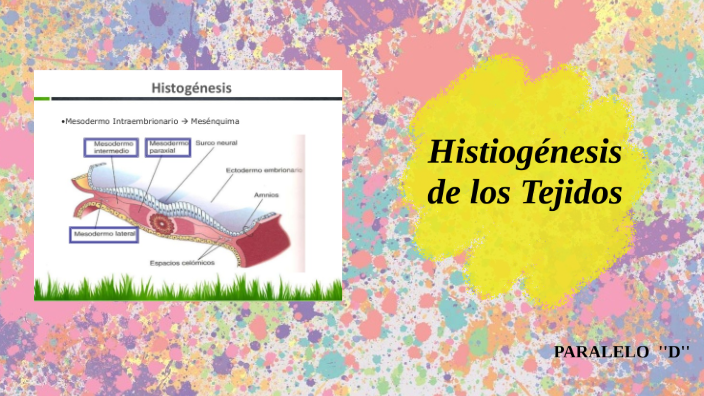 Histiogénesis de los Tejidos by Gabby Galvez on Prezi