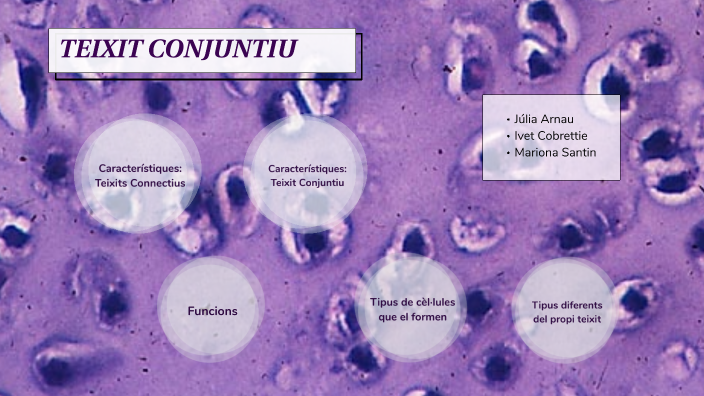 Teixit Conjuntiu by Ivet C on Prezi
