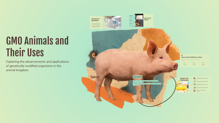 GMO Animals and Their Uses by Logaan Gray on Prezi