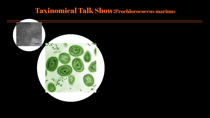 Prochlorococcus marinus by Olivia Oldfield on Prezi
