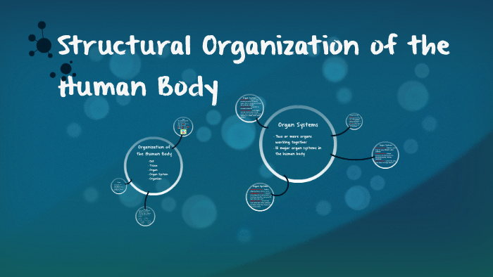 Structural Organization of the Human Body by Corry Thompson on Prezi