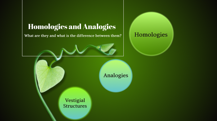 Homologies and Analogies by Magnolia Finn on Prezi