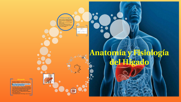 Anatomía y Fisiología del Hígado by Vianeey Diaz on Prezi