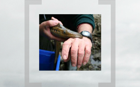 Class Cephalaspidomorphi by Daniel Banegas on Prezi