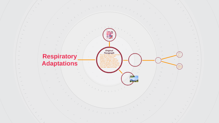 Respiratory Adaptations by Sarah Krishef on Prezi