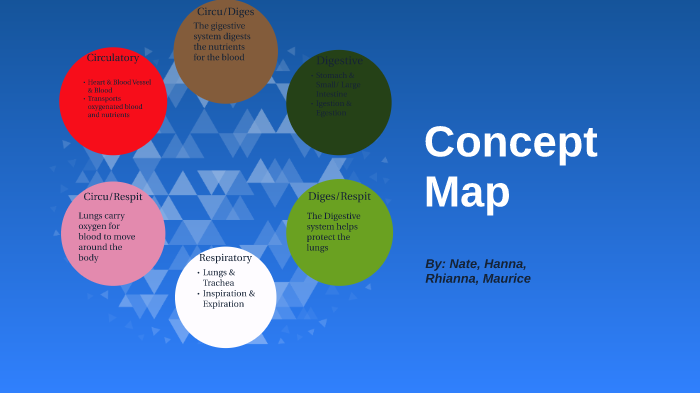 Anatomy Concept Map by nate guertin on Prezi