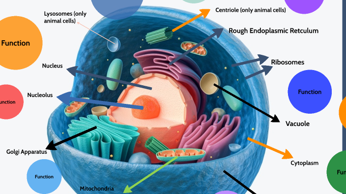 Animal Cell Presentation by Jesse Peck-25 on Prezi