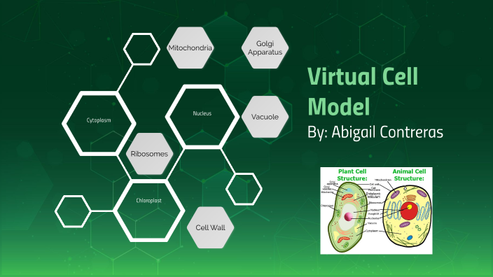 Virtual Cell Model by Abigail Contreras on Prezi