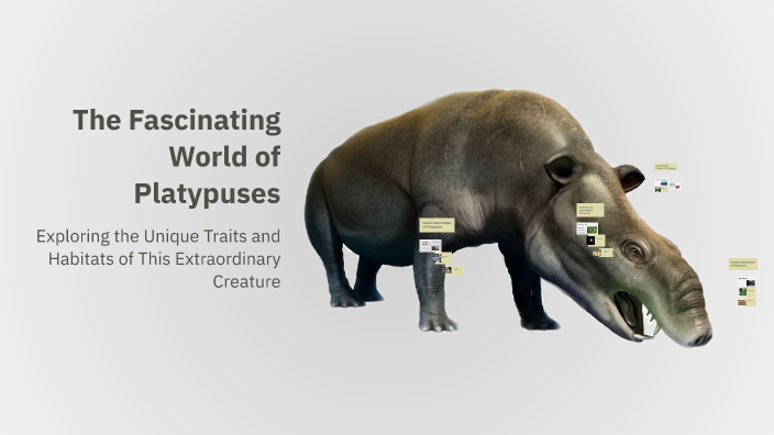 The Fascinating World of Platypuses by Kyrie Holliday on Prezi
