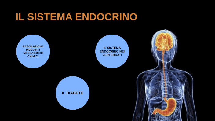 SISTEMA ENDOCRINO by Sara Locatelli on Prezi